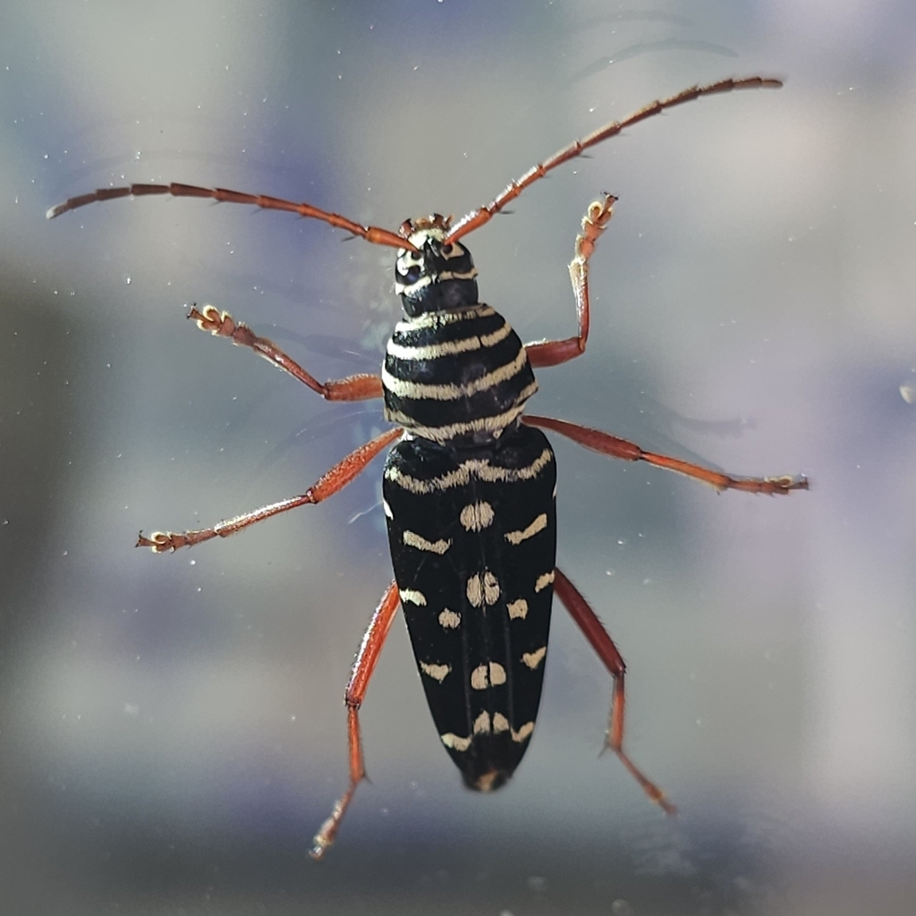 Kiawe Round-headed Borer from 9CHG+99, 63865 La Laguna, Nay., México on ...