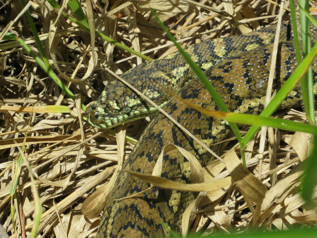 Coastal Carpet Python from Brisbane QLD, Australia on December 3, 2023 ...
