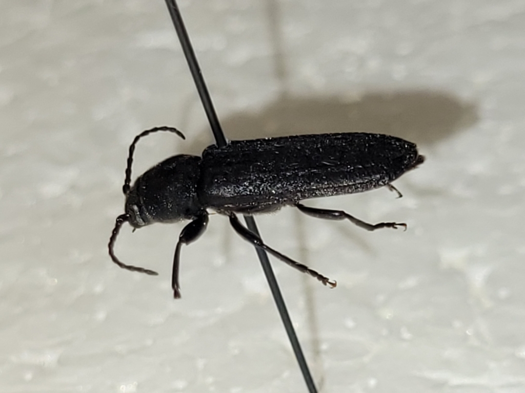 Black Spruce Borer from King, WI, USA on December 2, 2023 at 10:54 PM ...
