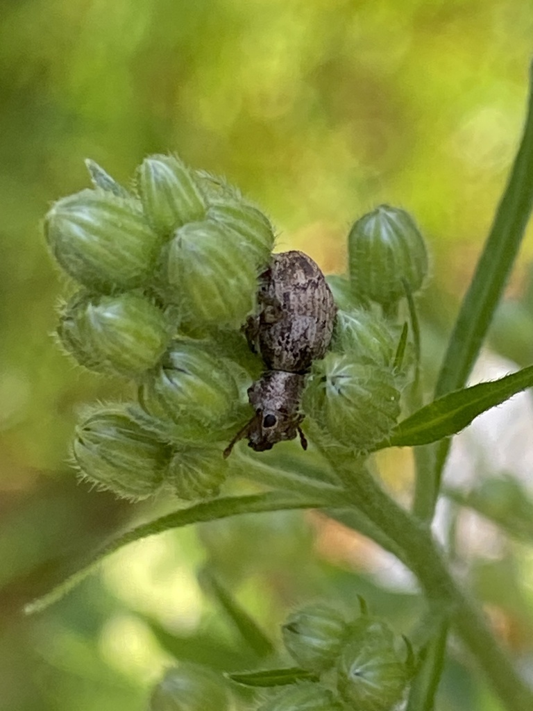 obscure root weevil from Northeast Portland, Portland, OR, USA on November 5, 2023 at 12:11 PM ...