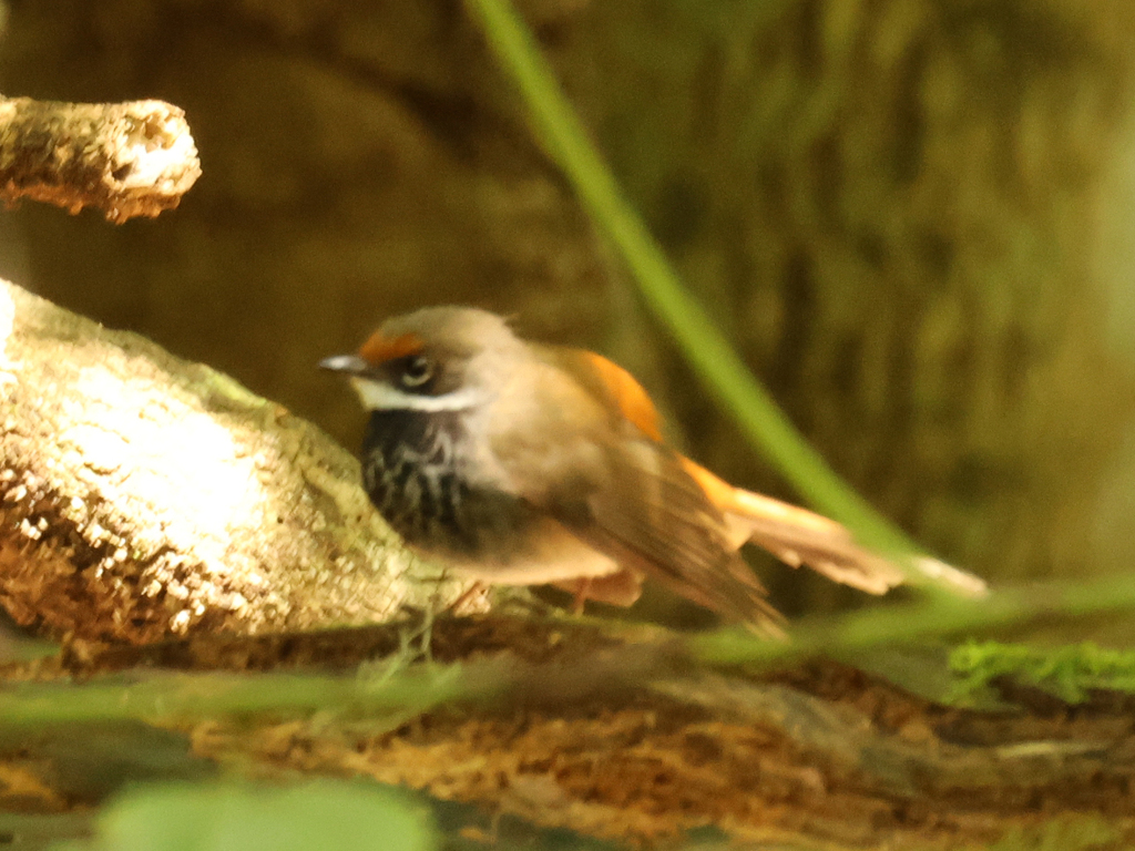 Australian Rufous Fantail from Main Border Track, O'Reilly QLD 4275 ...
