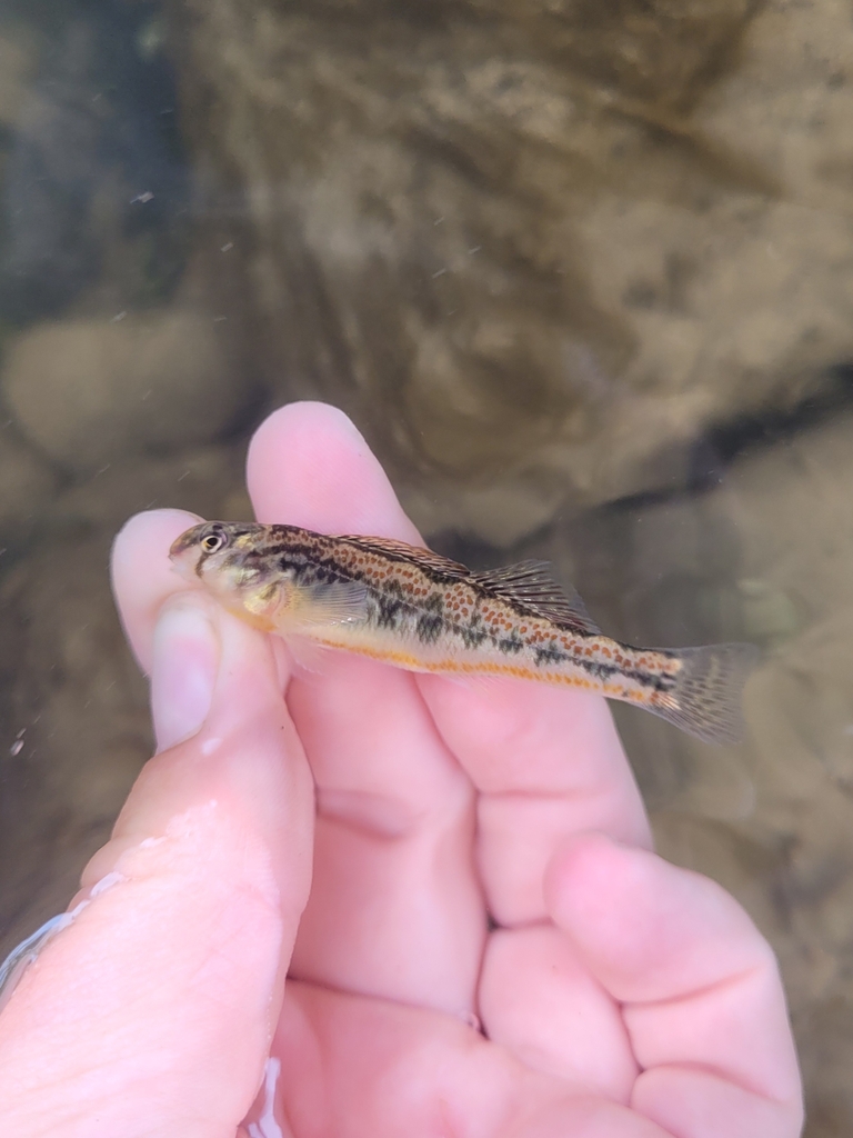 Tennessee Snubnose Darter in June 2023 by bgmooaz123 · iNaturalist