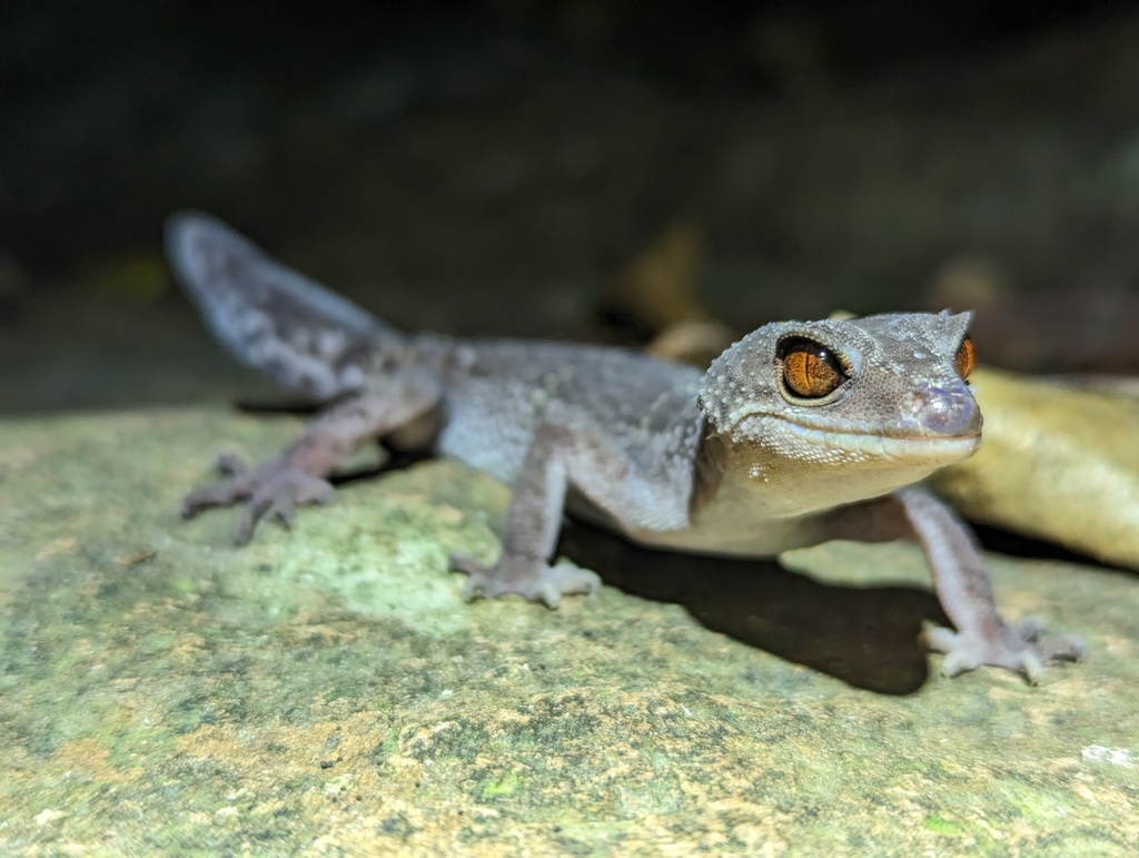 Chinese Cave Gecko in December 2023 by Dallin Kohler · iNaturalist