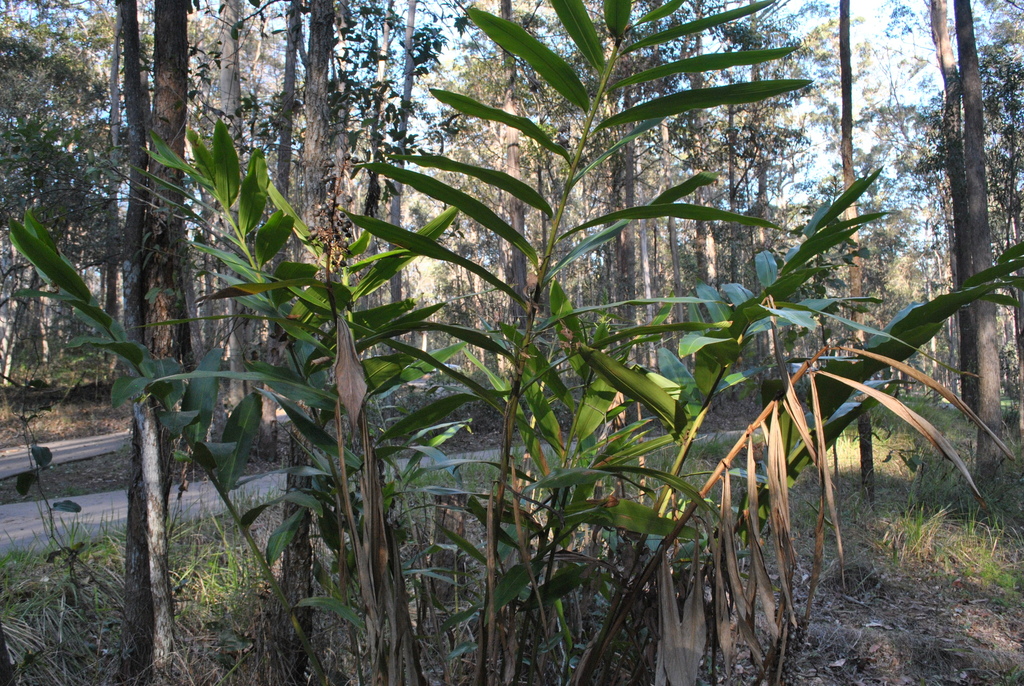Native Ginger from Daisy Hill QLD 4127, Australia on December 3, 2023 ...