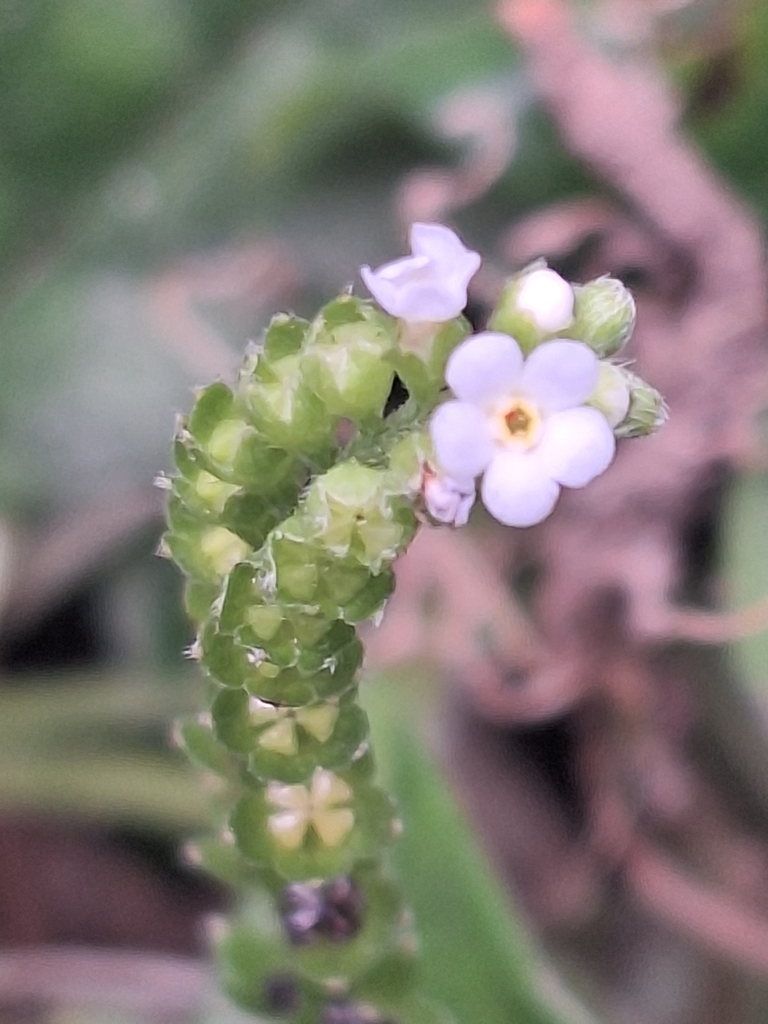 Trigonotis formosana from Dulan Mountain Trailhead, Taiwan, 東河鄉台東縣台灣 ...