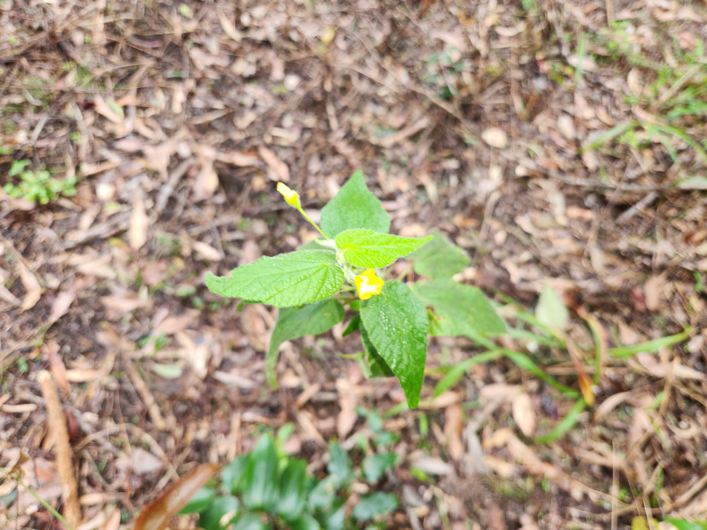 straggly lantern-bush in September 2022 by erikap08. Sorry, not a good ...