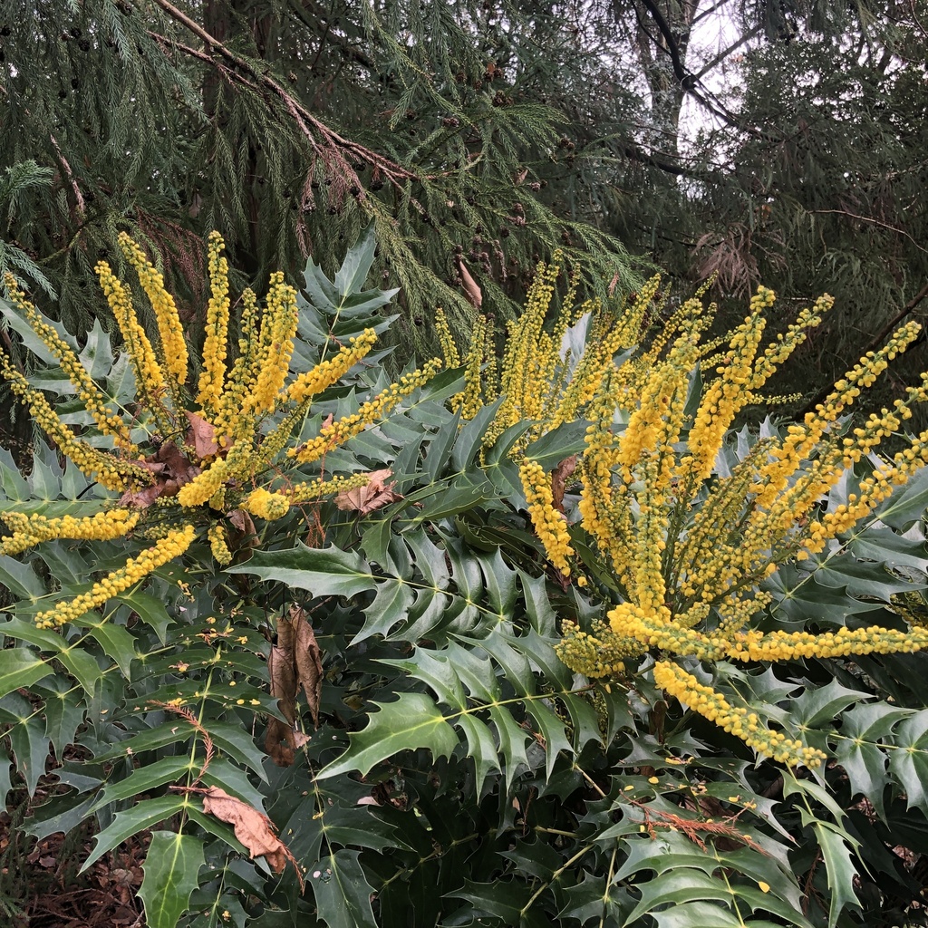 Barberries from Meadowbrook Ave, Philadelphia, PA, US on December 2 ...