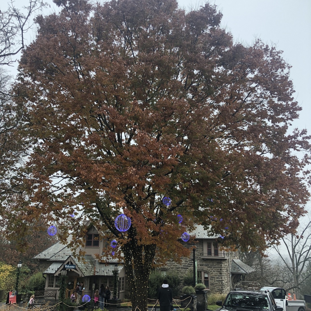 Schneider's zelkova in December 2023 by Andrew Conboy · iNaturalist