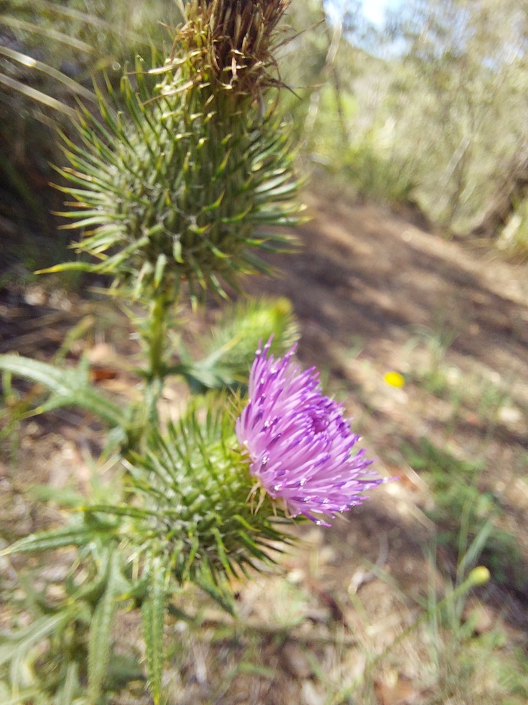Bull Thistle from Brisbane QLD, Australia on December 3, 2023 at 08:56 ...