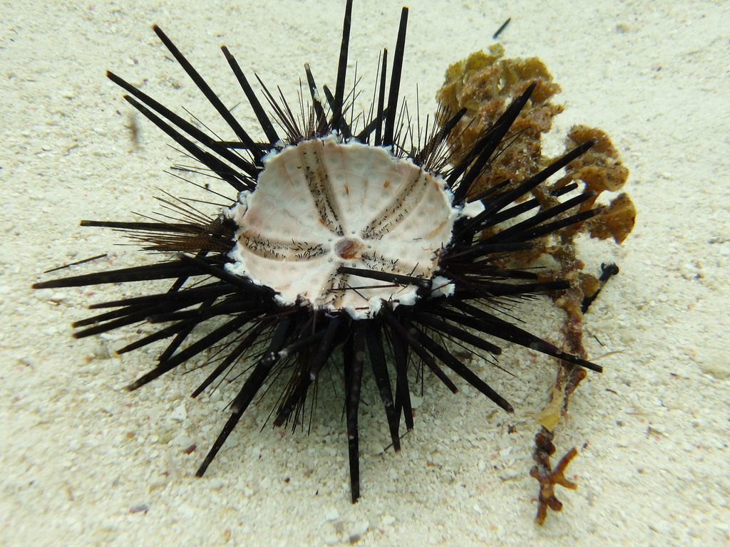 Echinothrix from Îles du Vent, PF on November 22, 2023 at 12:34 PM by ...