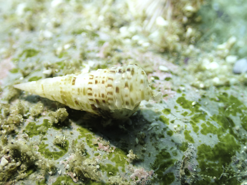 Cerith Snails from North Solitary Island, Anemone Bay, New South Wales ...