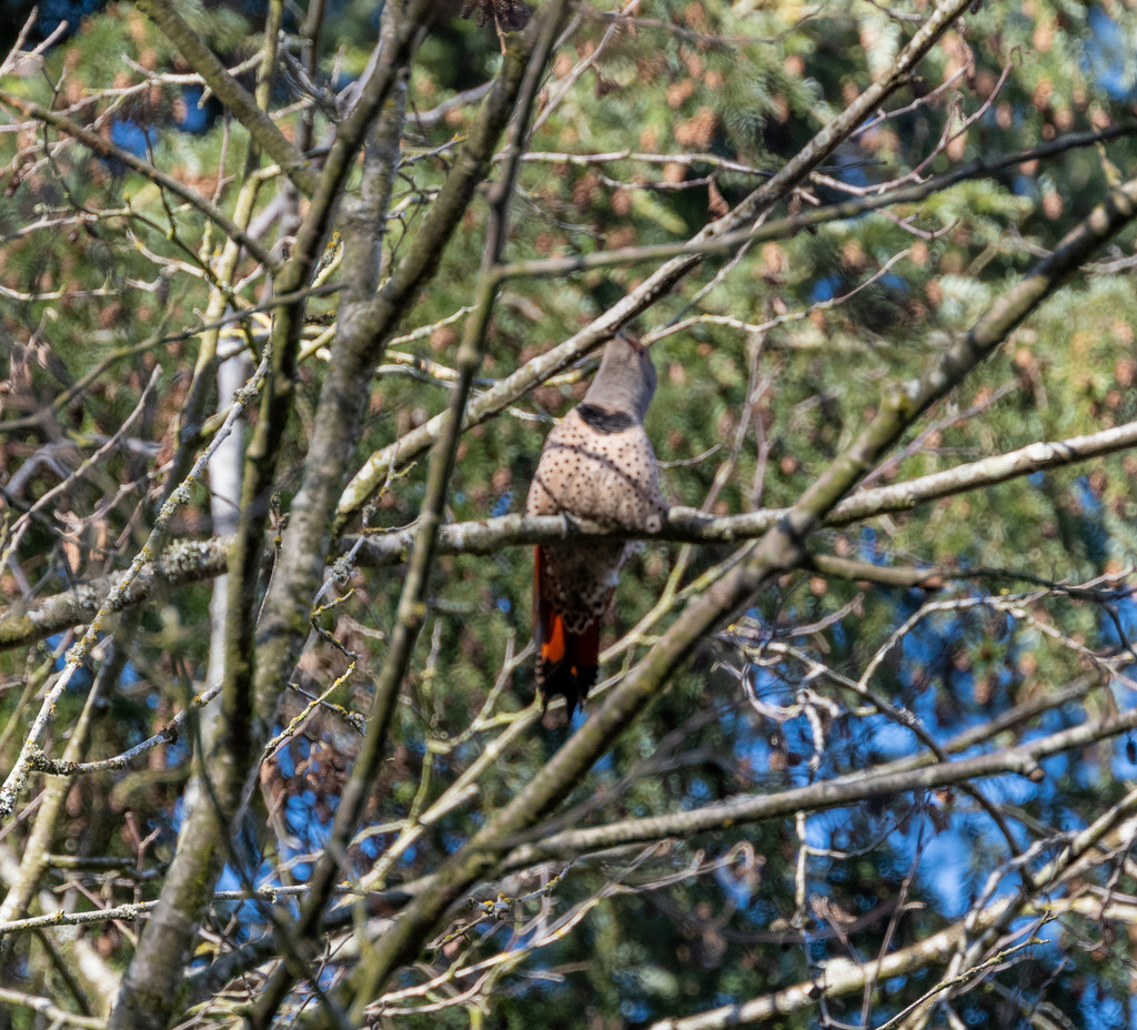 Northern Flicker from Burnaby, BC, Canada on December 2, 2023 at 02:12 ...