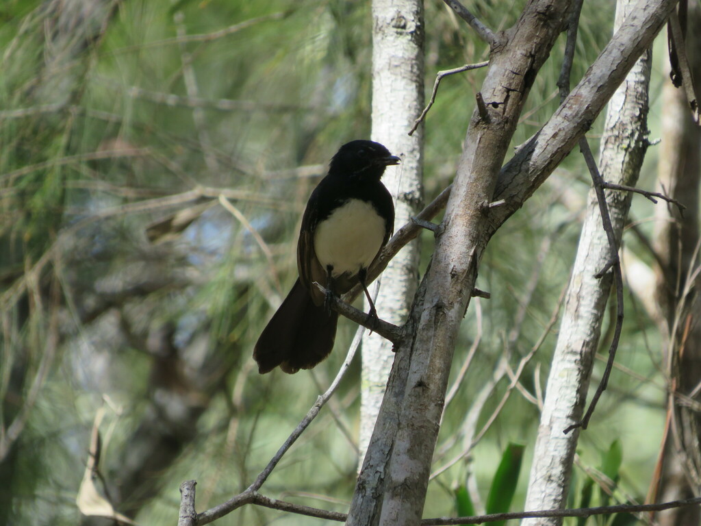 Willie Wagtail from Brisbane QLD, Australia on December 3, 2023 at 09: ...