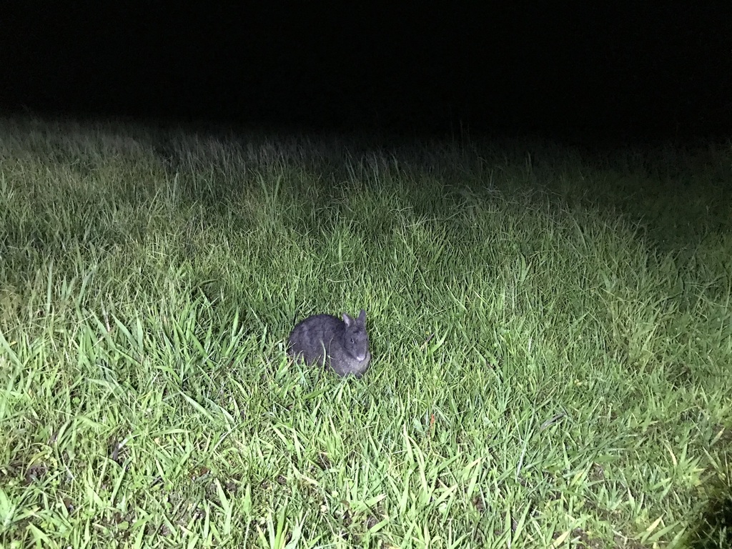 Amami Rabbit in May 2022 by chouenyu · iNaturalist