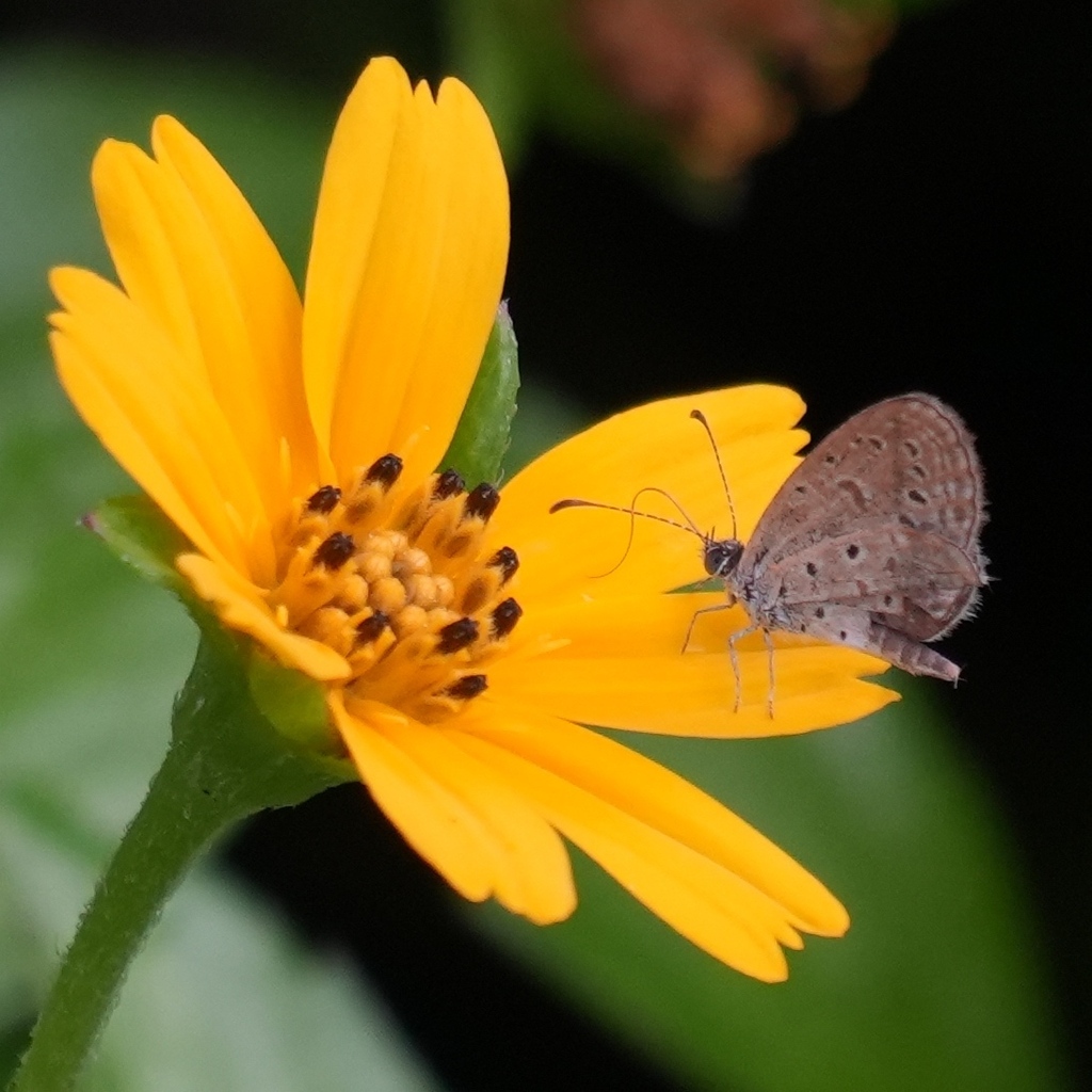 Tiny Grass Blue from Bishan, Singapore on December 3, 2023 at 09:53 AM ...
