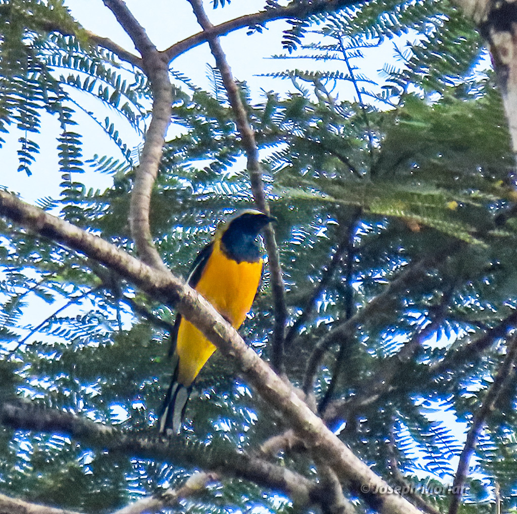 Golden Cuckooshrike from Sorong Regency, West Papua, Indonesia on ...