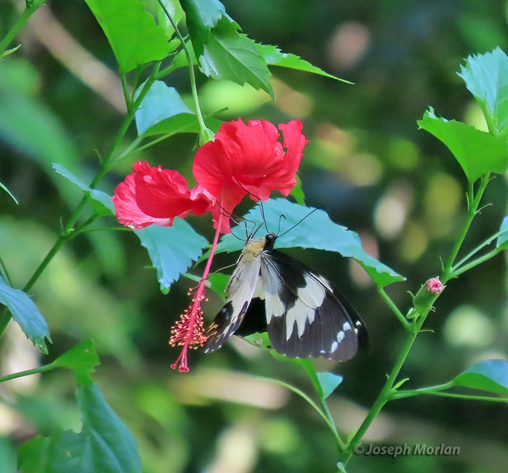 Common Swallowtails from Sorong Regency, West Papua, Indonesia on ...