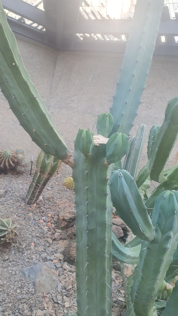 Sacred Column Cactus from Nr, Mount Coot-tha Botanic Gardens, Mount ...
