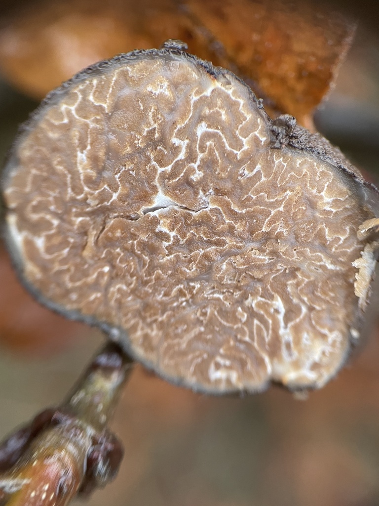 Tuber quercicola in December 2023 by heatherdawson. With a young oak ...