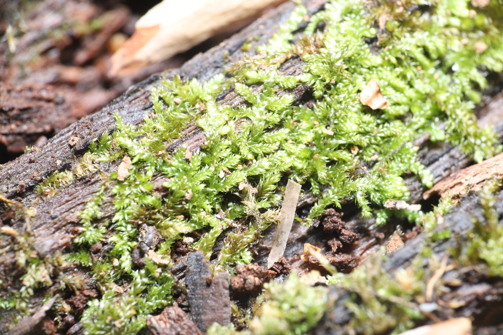 feather mosses from Queens, NY, USA on November 26, 2023 at 12:51 PM by ...