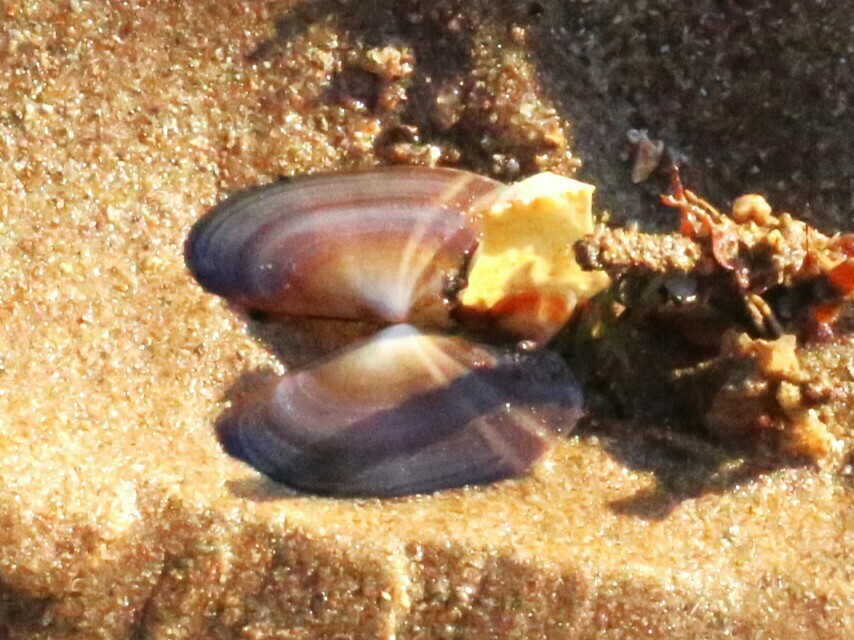 Sunset Clams from Port Hedland, WA, Australia on November 16, 2023 at ...