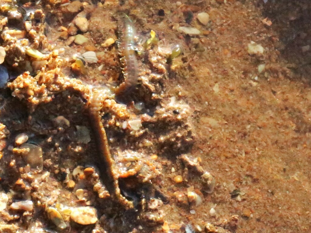 Eunicidae from Port Hedland, WA, Australia on November 16, 2023 at 05: ...
