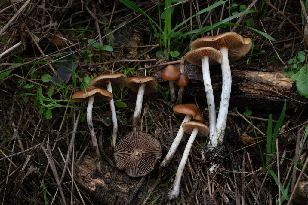 Wavy Cap in November 2020 by James Conway · iNaturalist