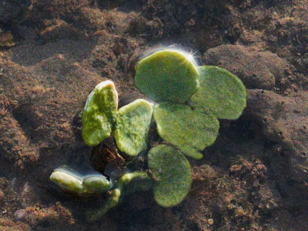 Halimeda from Port Hedland, WA, Australia on November 16, 2023 at 05:14 ...