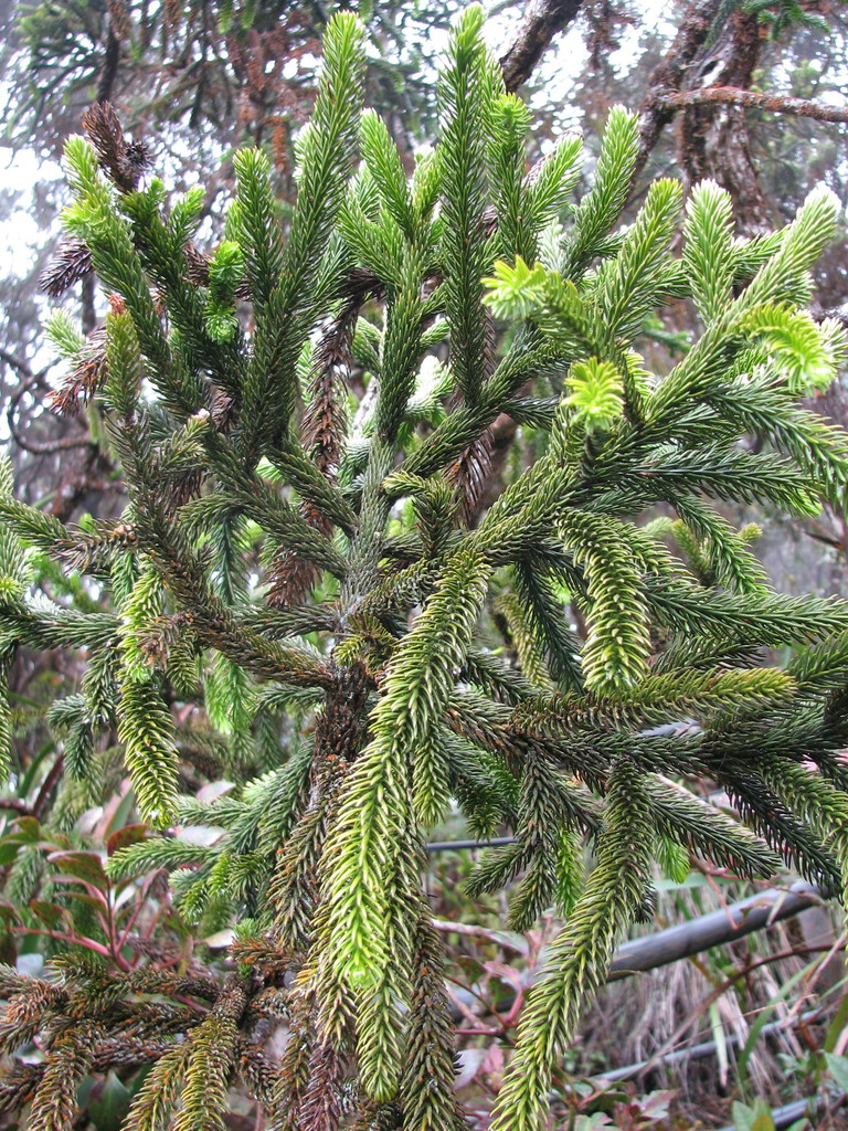 (Dacrydium gibbsiae) - Botanical Realm