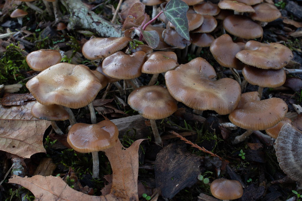 Wavy Cap in November 2020 by James Conway · iNaturalist