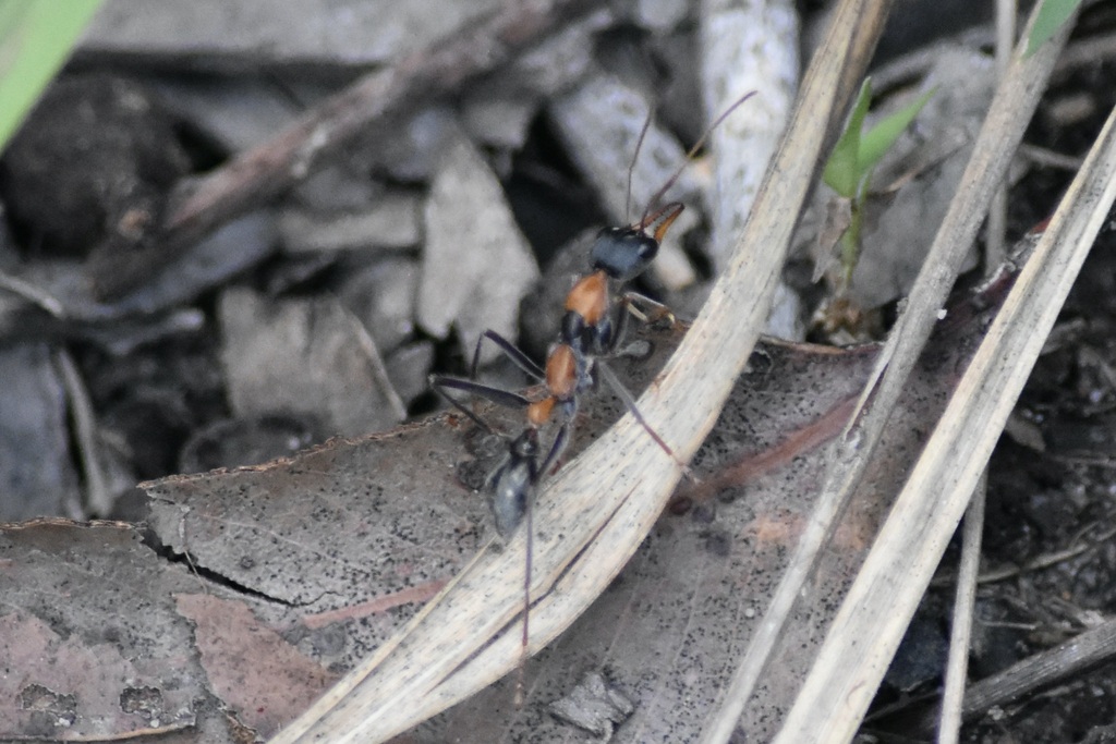 Jumping Jack Ant from Cooranbong NSW 2265, Australia on December 3 ...