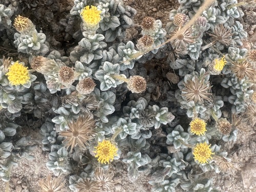 Pulicaria pulvinata · iNaturalist Ecuador