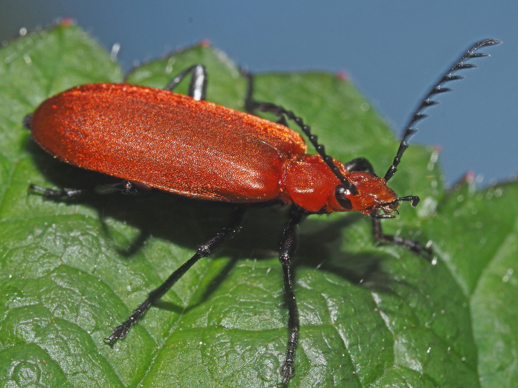 Common Cardinal Beetle from Kernmühle, Thyrnau, Passau, Bayern ...