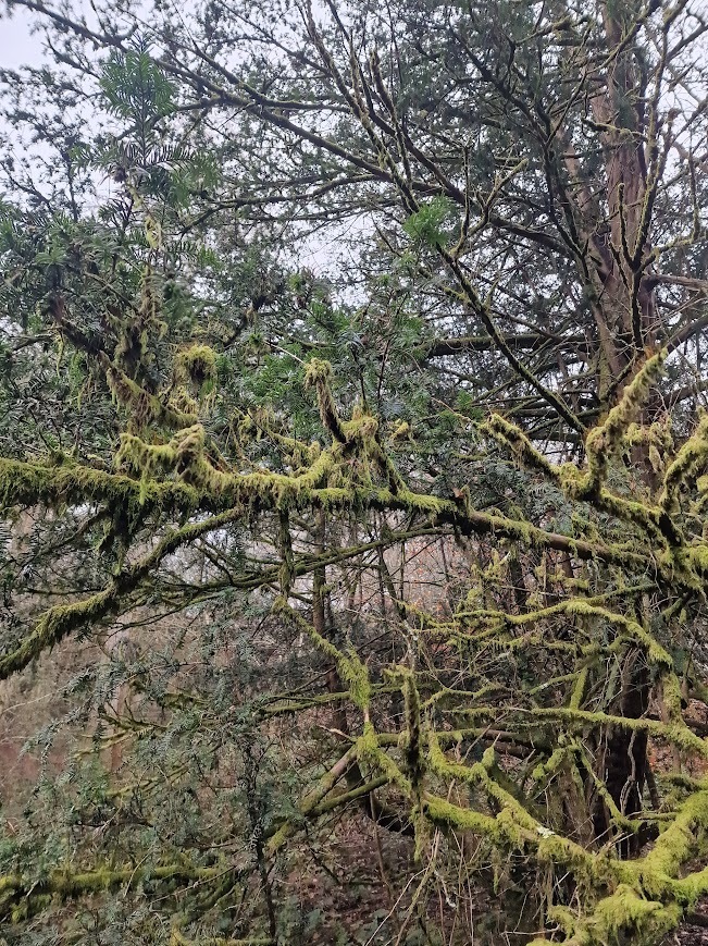 common yew from Eridge Rocks Nature Reserve (Sussex Wildlife Trust ...