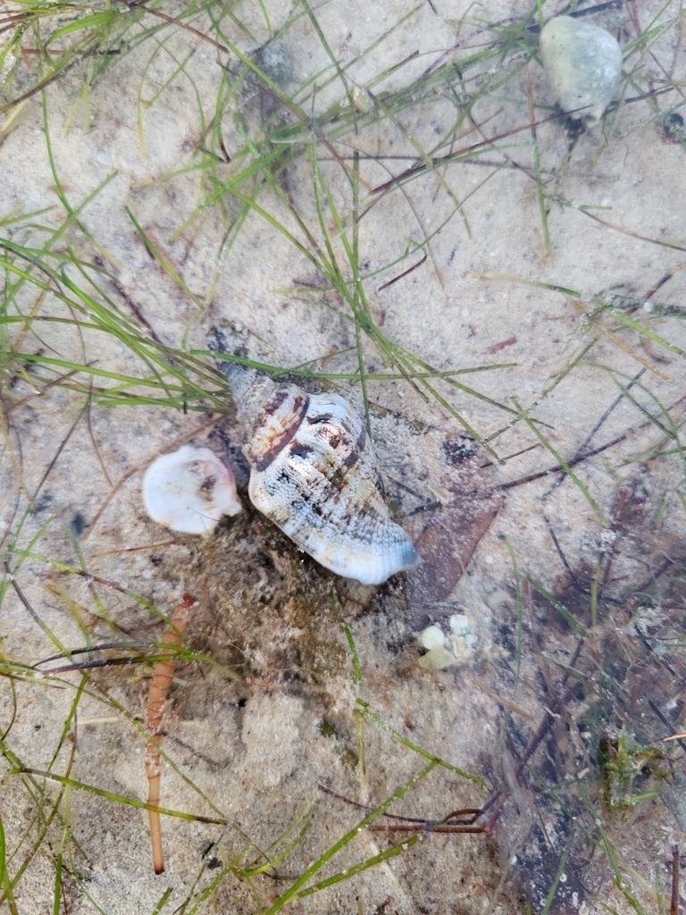 Little Bear Conch from Brgy, GQW6+HVC, Panglao, Bohol, Philippinen on ...