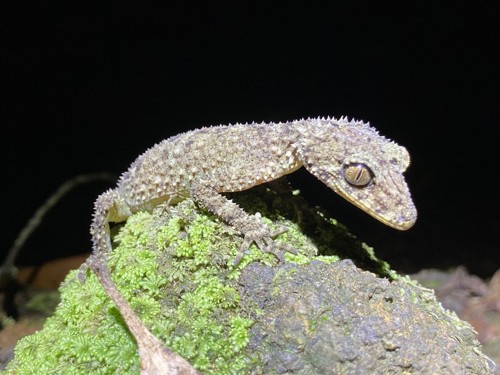 Eungella Leaf-tailed Gecko from Eungella National Park, Eungella, QLD ...