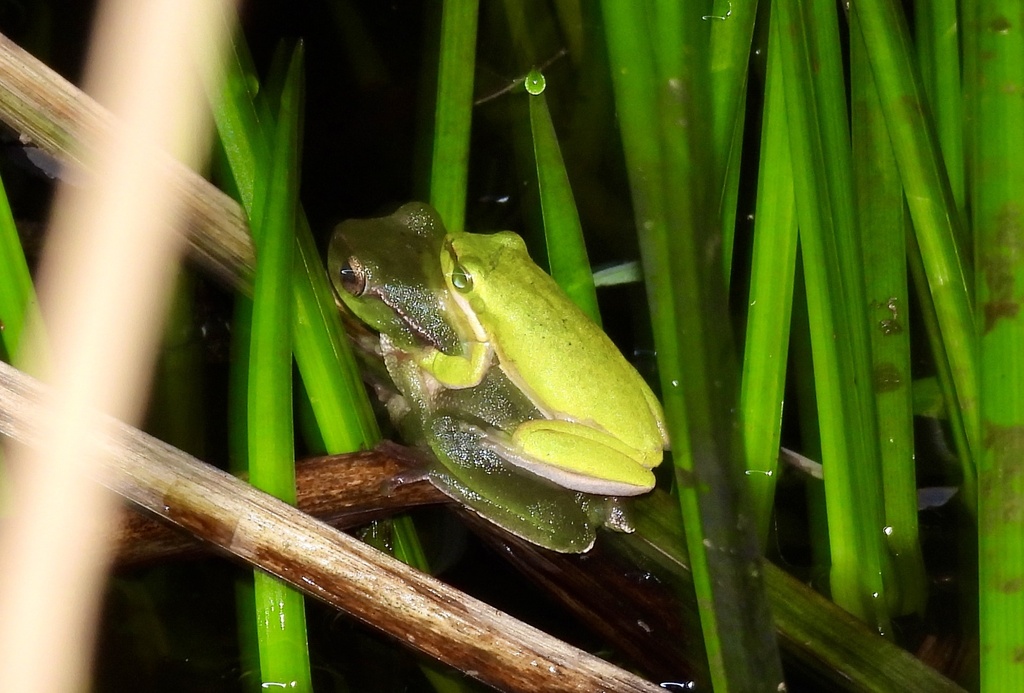 Mountain Stream Tree Frog from Barrington Tops National Park ...