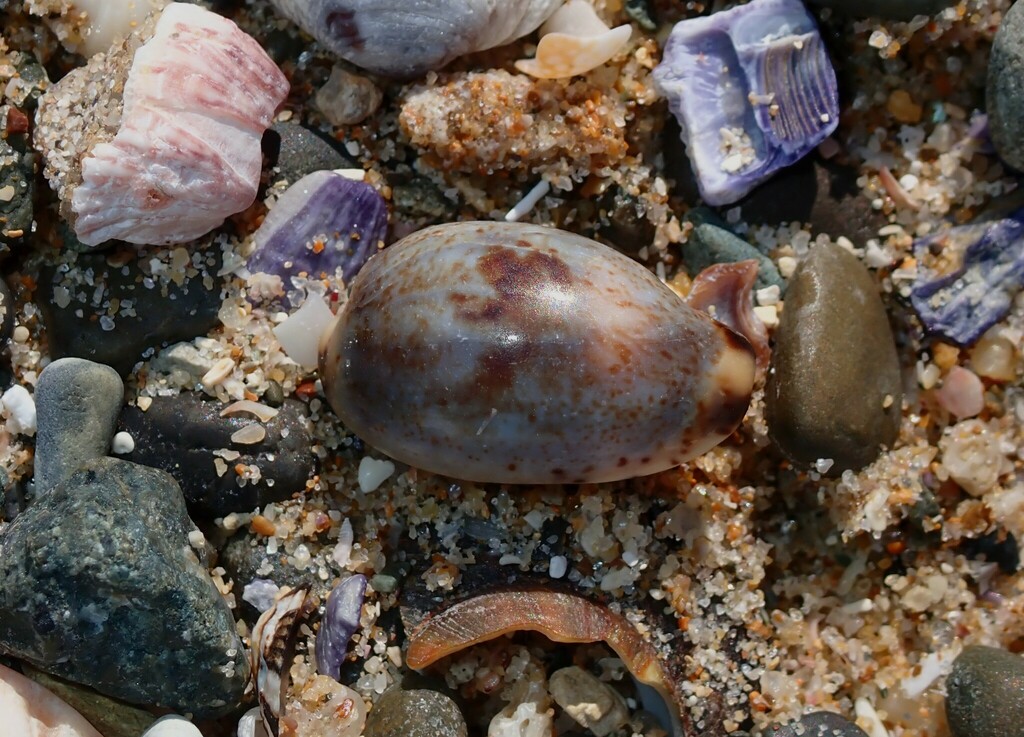 graceful cowrie from Arrawarra NSW 2456, Australia on December 3, 2023 ...