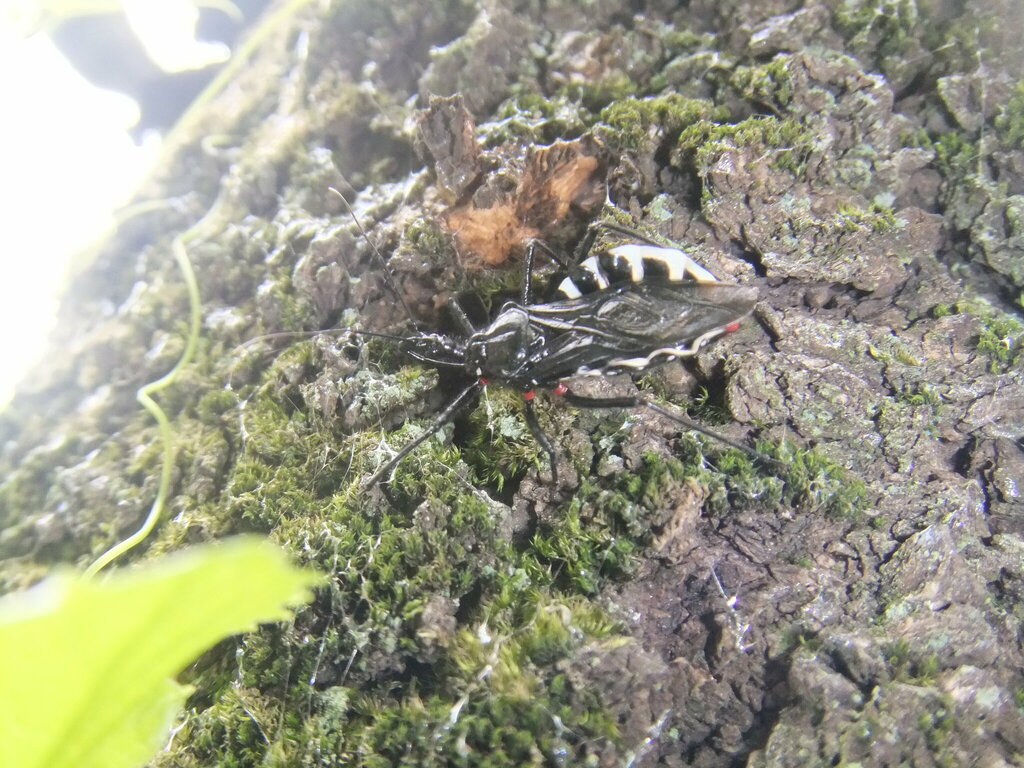 Japanese Assassin Bug from 日本、〒153-0041 東京都目黒区駒場 on June 19, 2012 at 10 ...