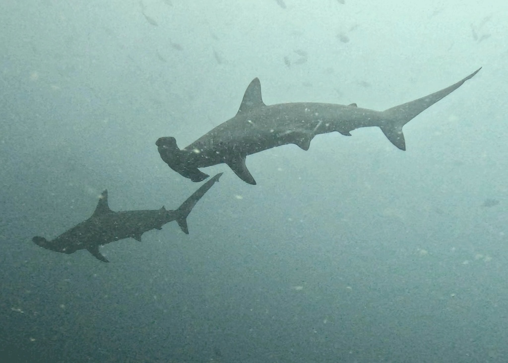 Scalloped Hammerhead from Tasman Sea, Sandy Beach, NSW, AU on December ...