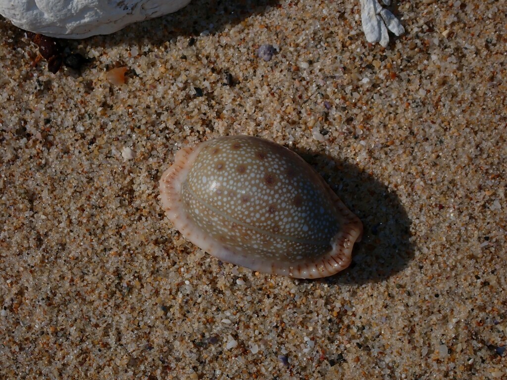 Eroded Cowry from Arrawarra NSW 2456, Australia on December 3, 2023 at ...