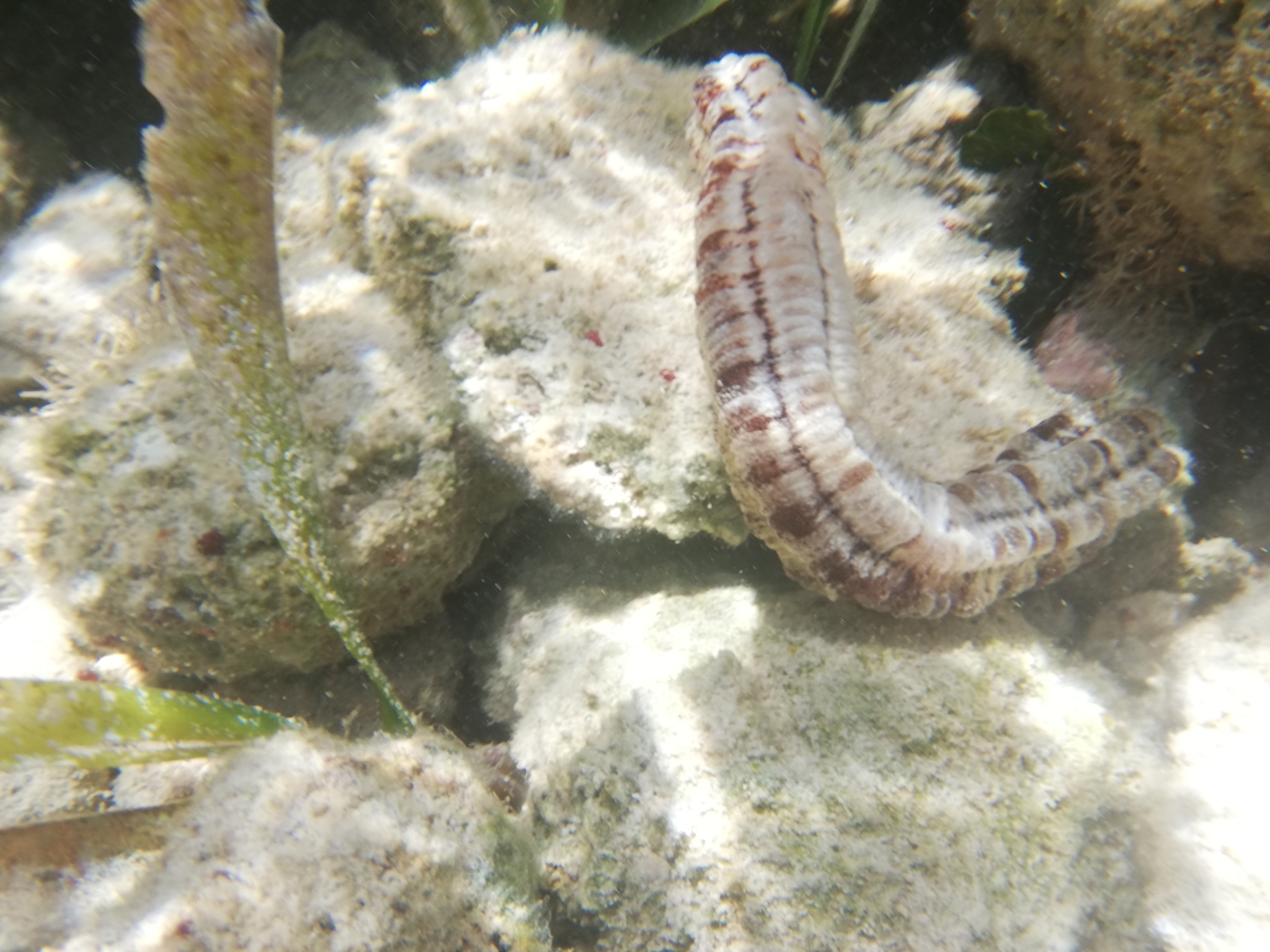 Euapta lappa (J.Müller, 1850)
