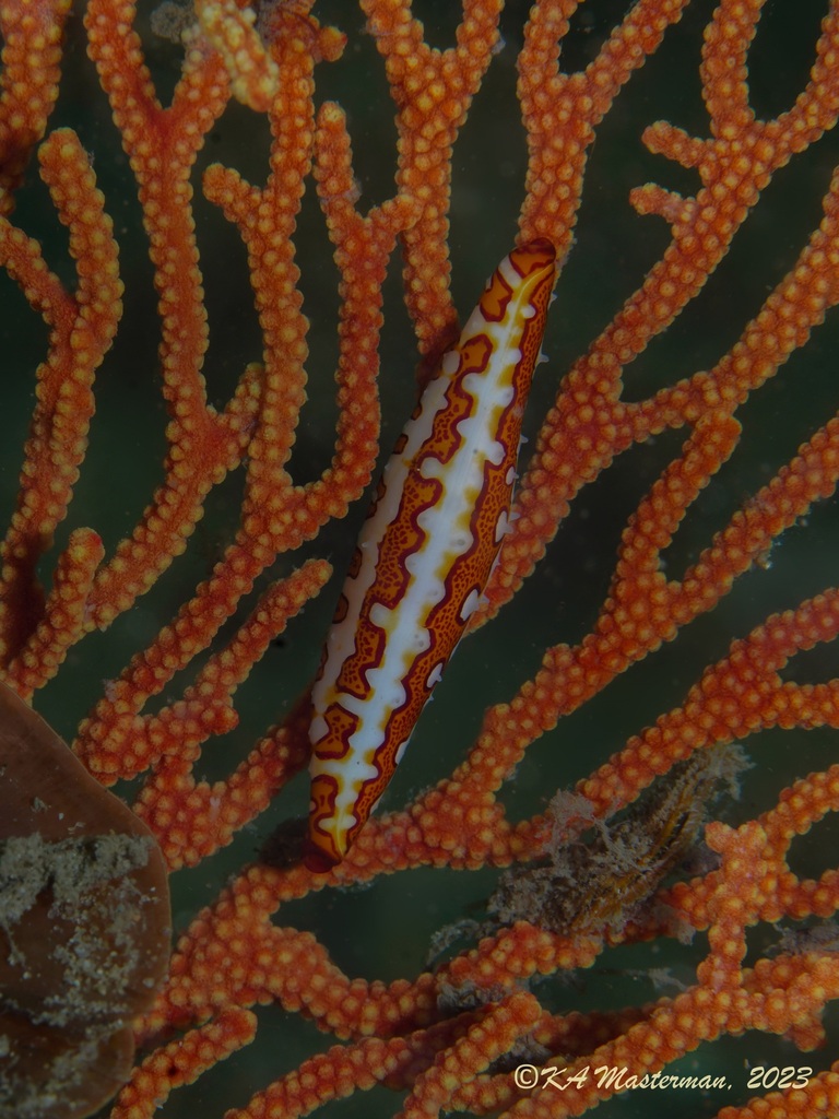 Pellasimnia improcera from Sunshine Coast QLD, Australia on December 1 ...