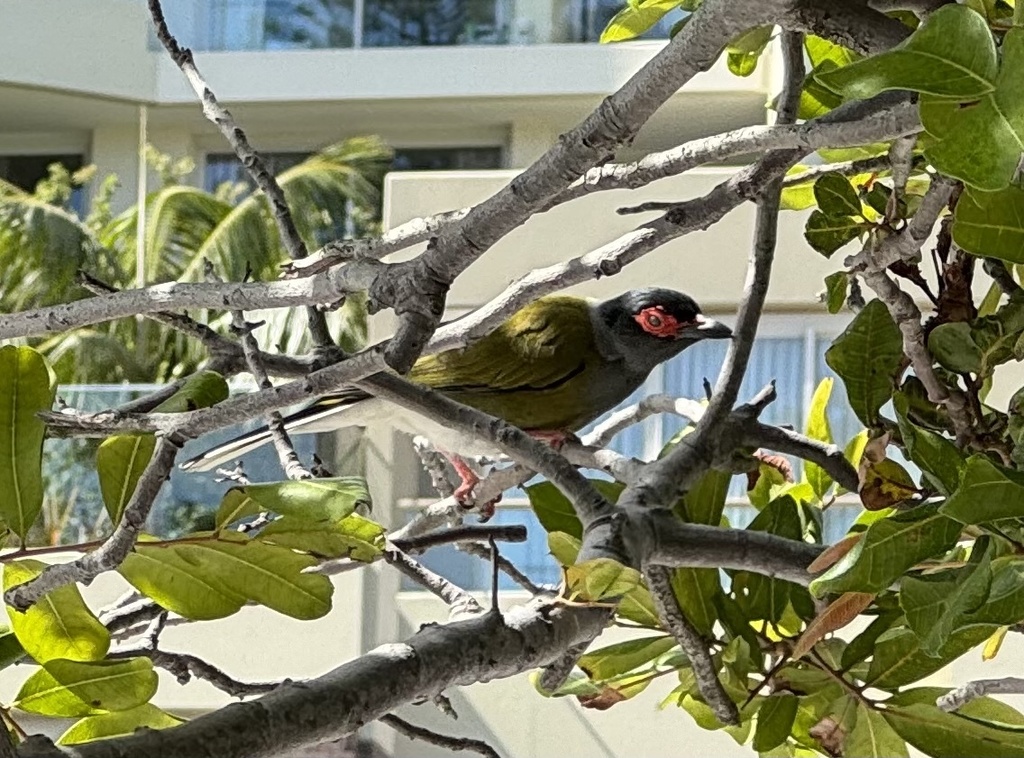 Australasian Figbird from Manly Wharf, Manly, NSW, AU on December 1 ...