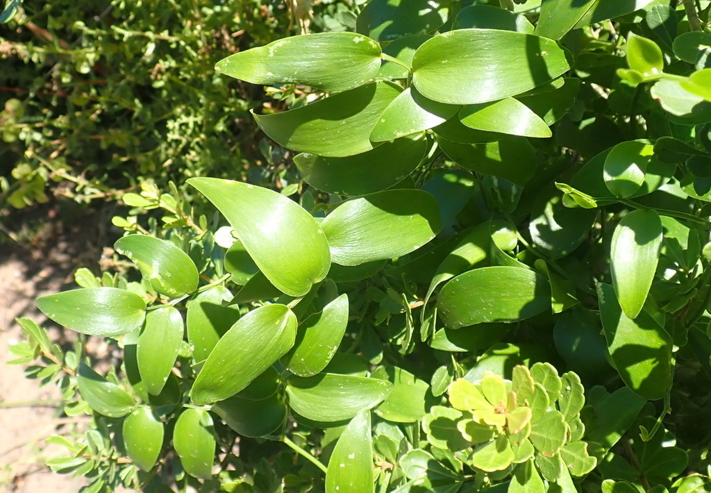 Cape Smilax from Brenton-on-Sea, 6570, South Africa on November 26 ...