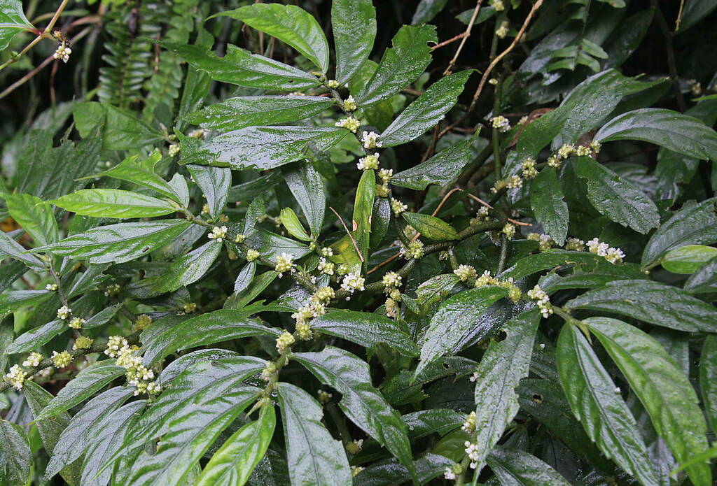 Large lineolate Elatostema from Caoling Trail,