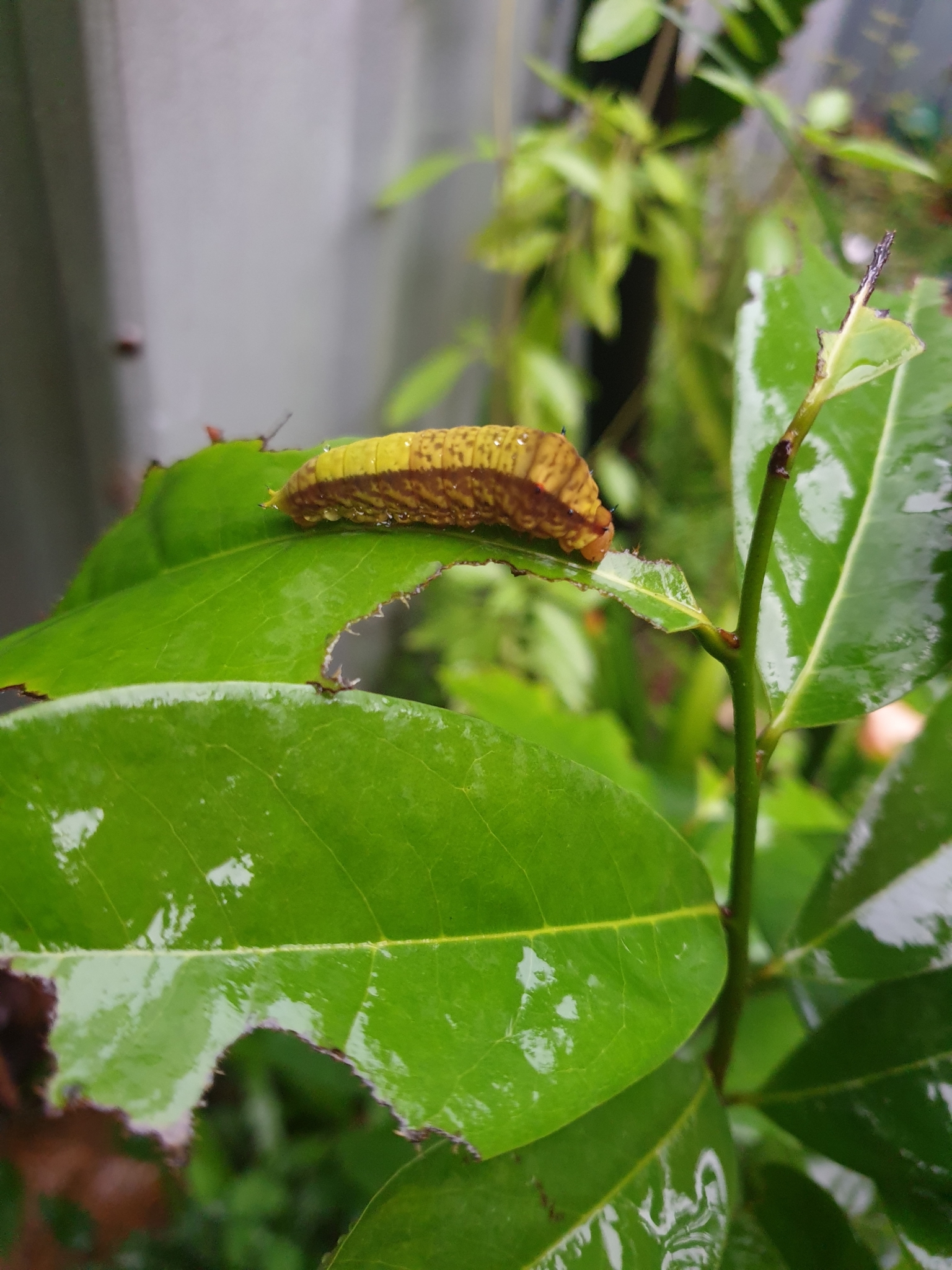 Graphium macfarlanei (Butler, 1877)
