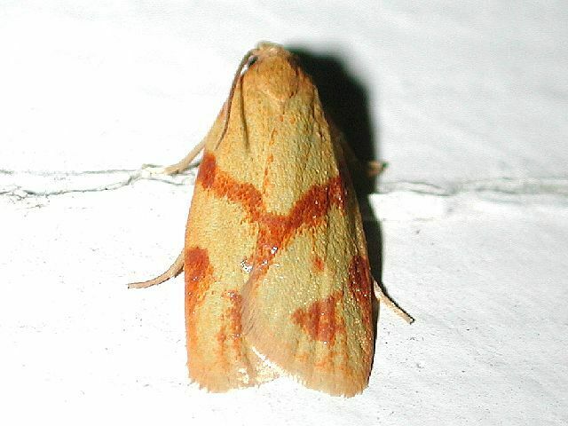 One-lined Sparganothis Moth from Bedford Audubon Society, Katonah, NY ...