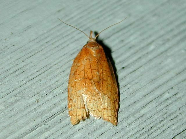 Mosaic Sparganothis Moth from Bedford Audubon Society, Katonah, NY, USA ...