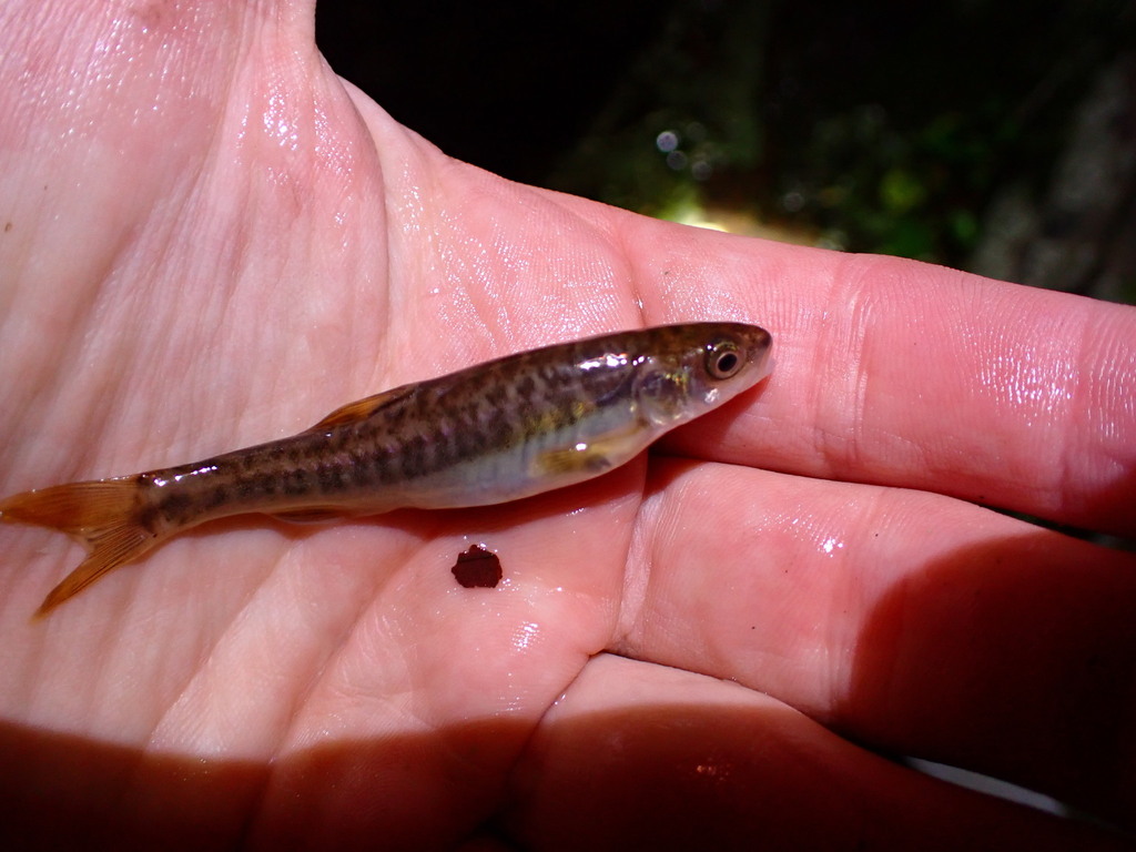 Phoxinus from 09320 Soulan, France on December 3, 2023 at 12:27 AM by ...